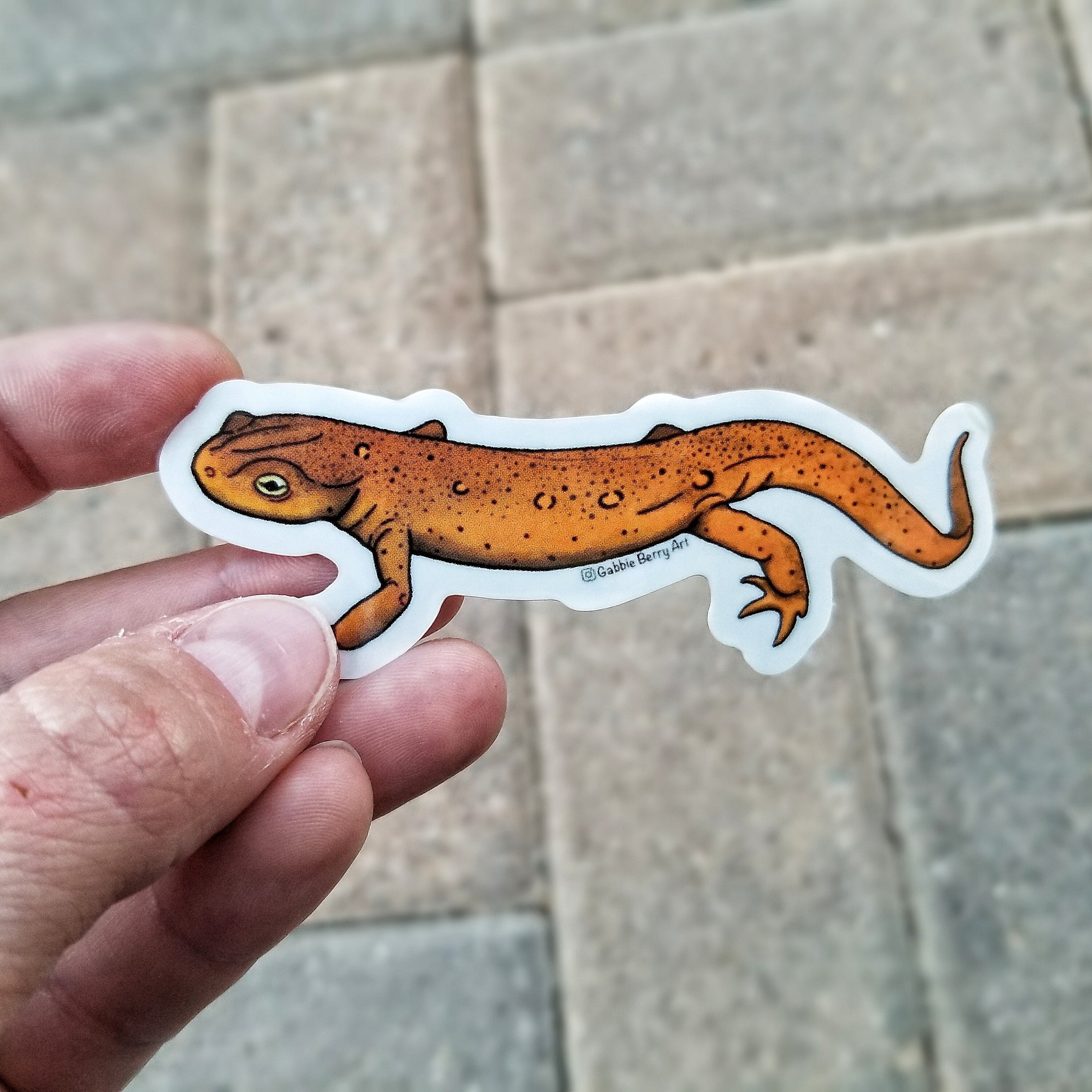 Eastern Newt Lifecycle Sticker Set - Etsy