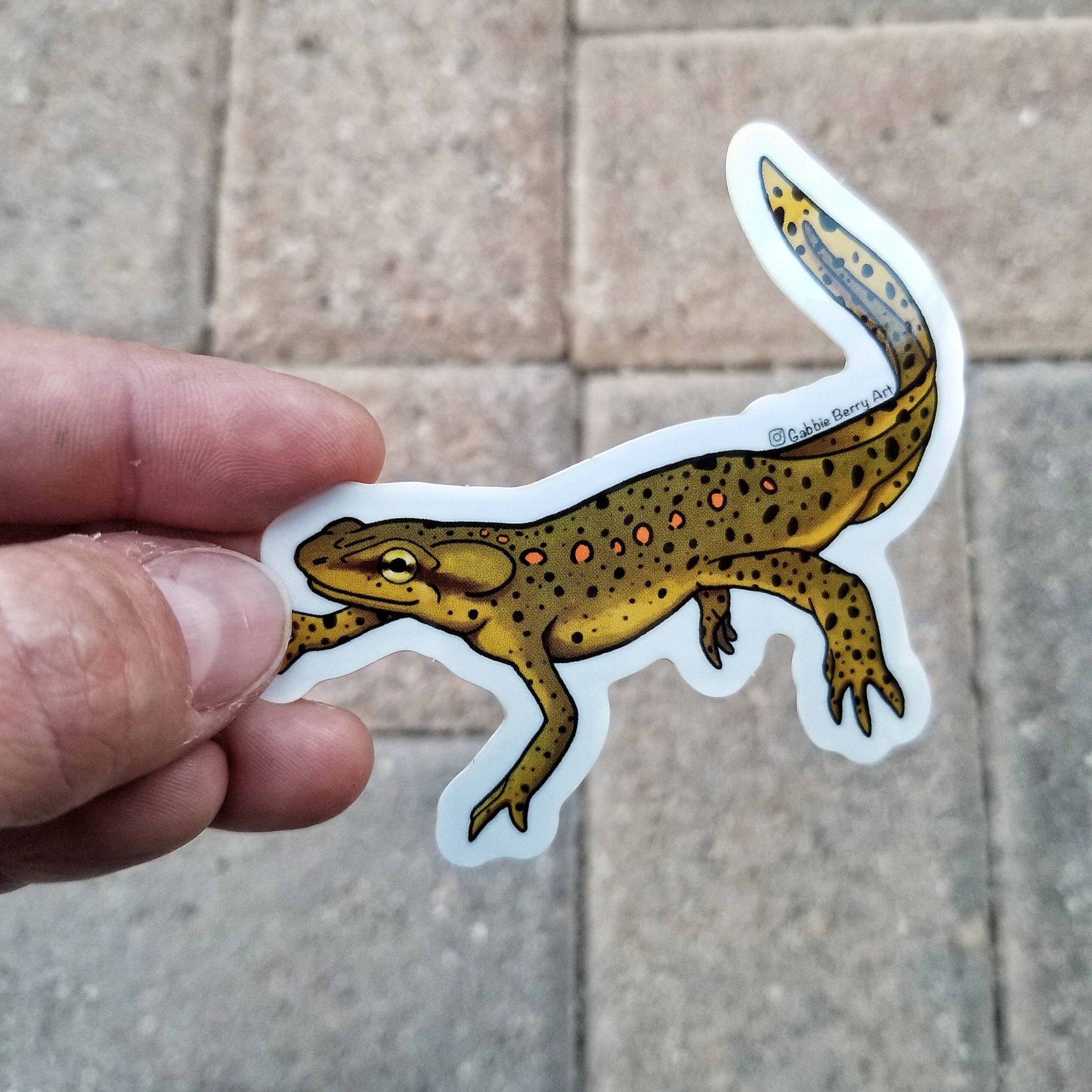 Eastern Newt Lifecycle Sticker Set - Etsy
