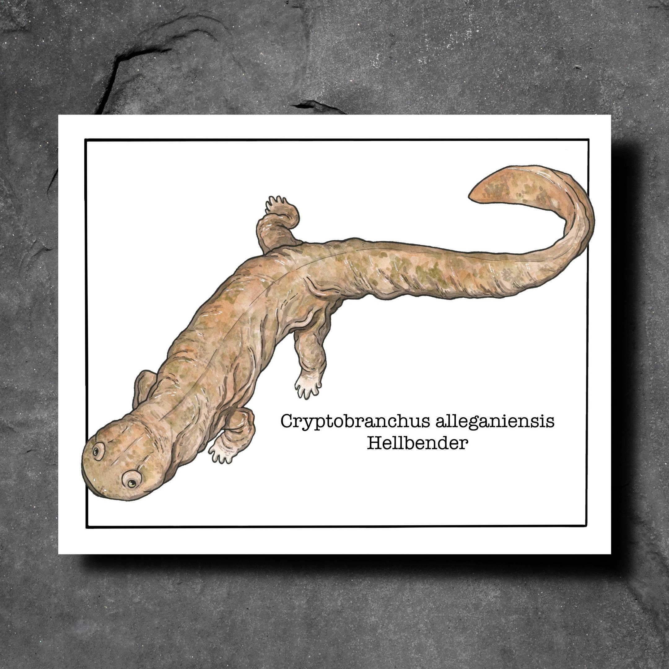 Hellbender Salamander Art