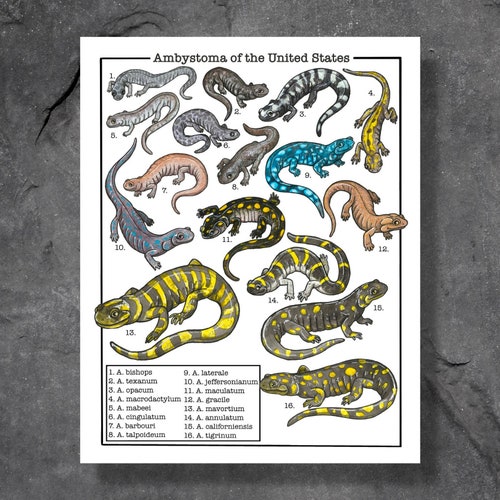 State Reptiles of the United States Herpetology Poster Print - Etsy