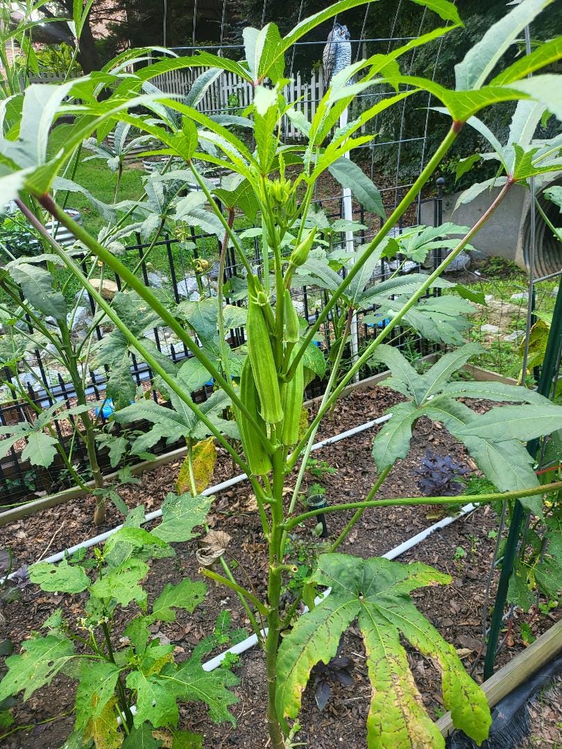 Mother Land (giant Cow Horn) Okra Seeds - Etsy