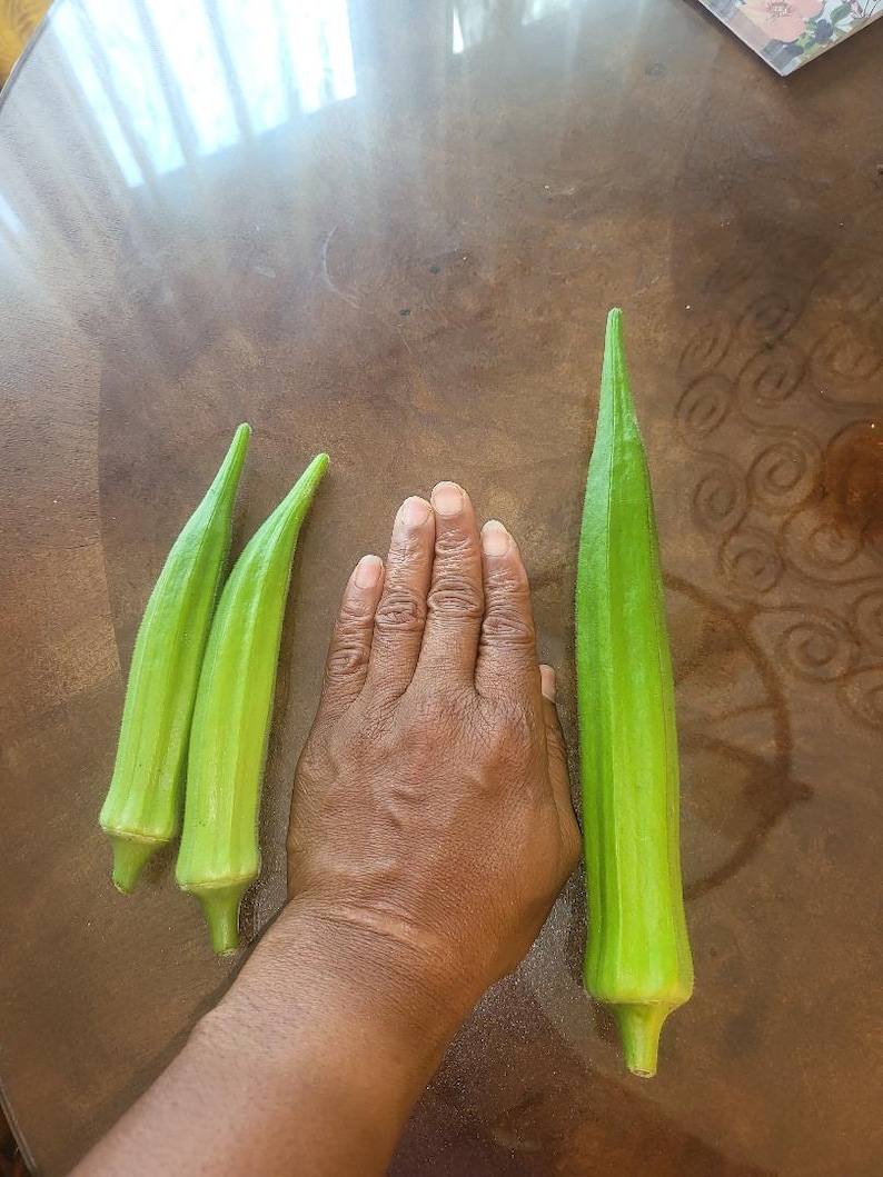 Mother Land (giant Cow Horn) Okra Seeds - Etsy