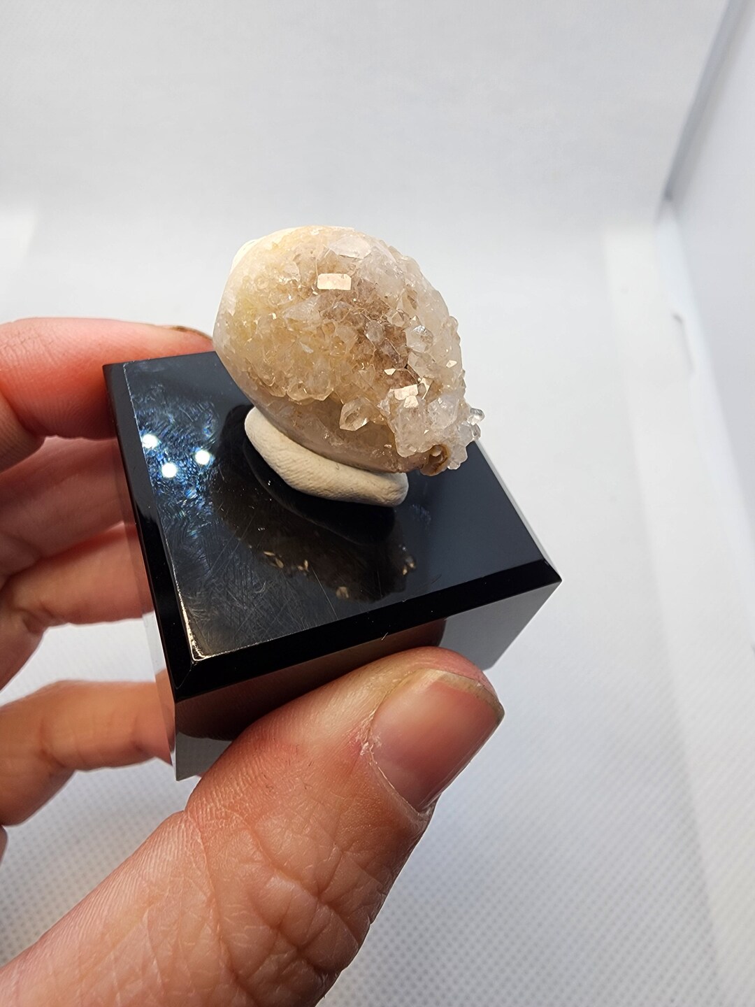 Druzy Isopod Fossil From India - Etsy