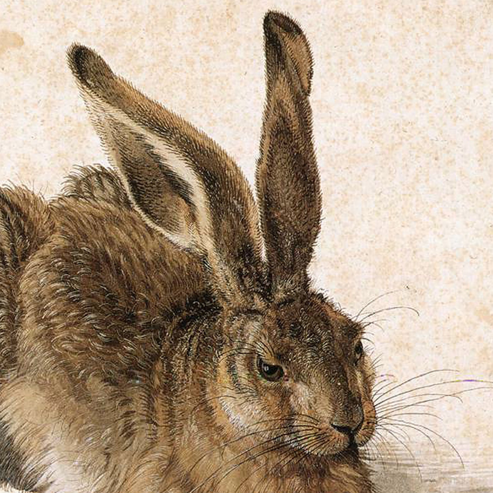 Young Hare Watercolor Art Print by Dürer, Perfect for Nature Lover ...