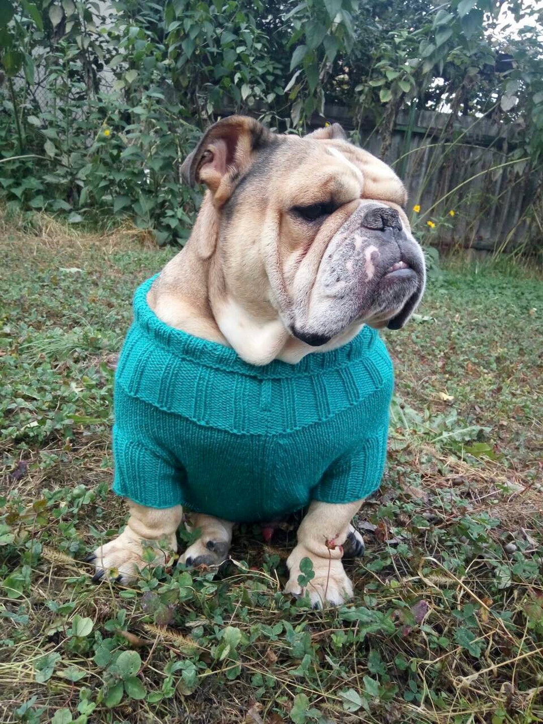Personalized Dog Sweater, Custom Dog Sweater With Letter, Bulldog ...