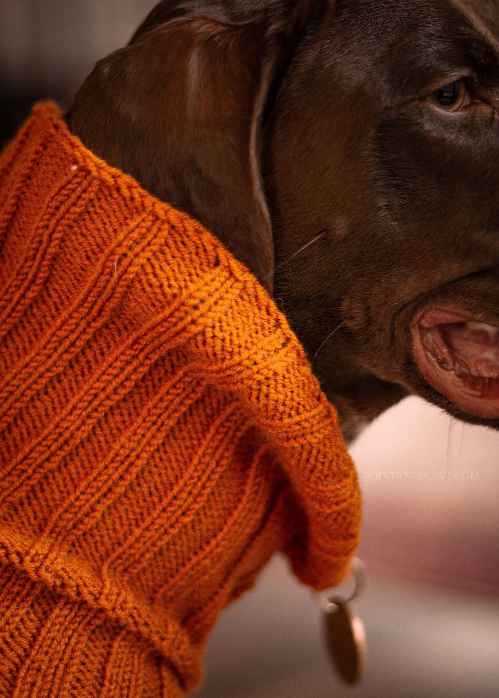 Knitted Dog Sweater Personalized Dog Jumper With Pattern | Etsy