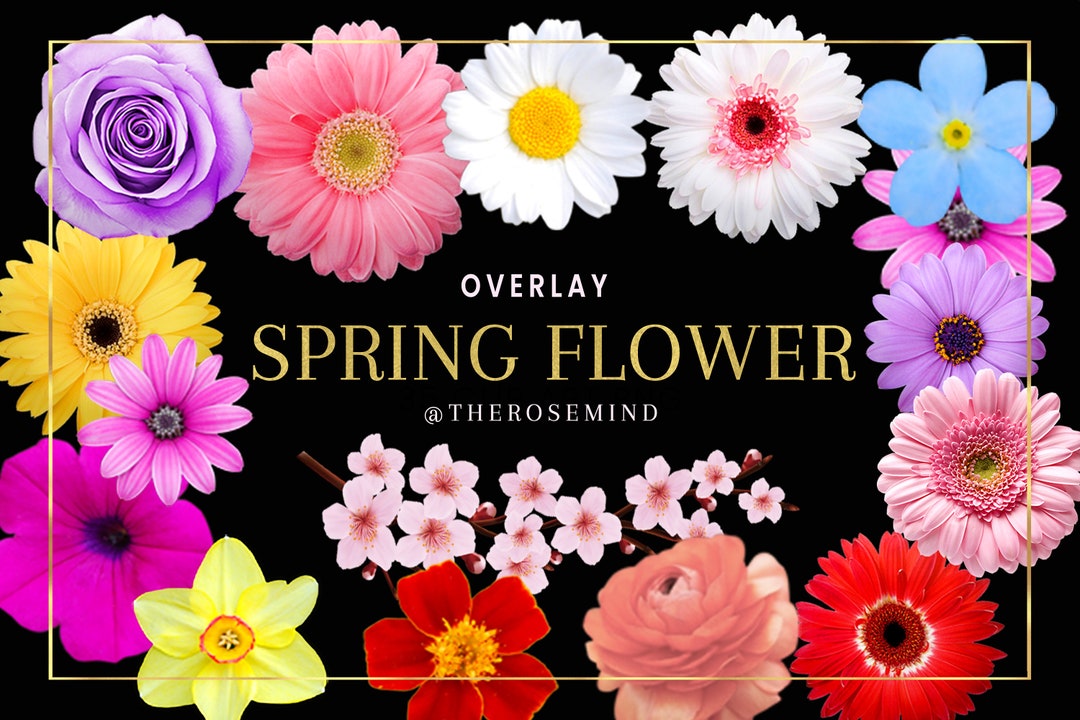 Spring Flower Overlays, Flowers Png, Transparent Background, PNG, Quick ...