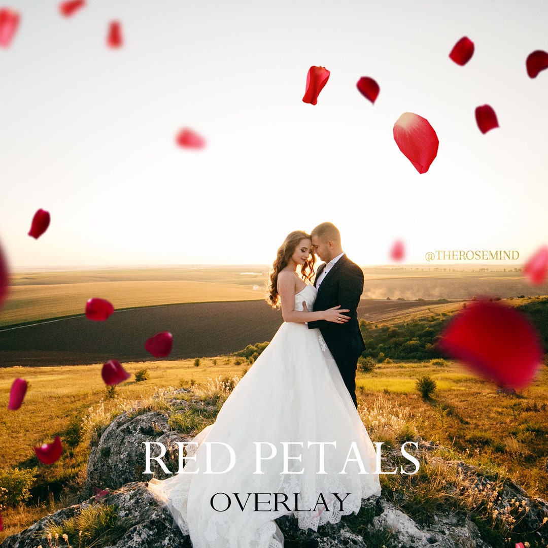 Overlays Petals Red Rose - Etsy