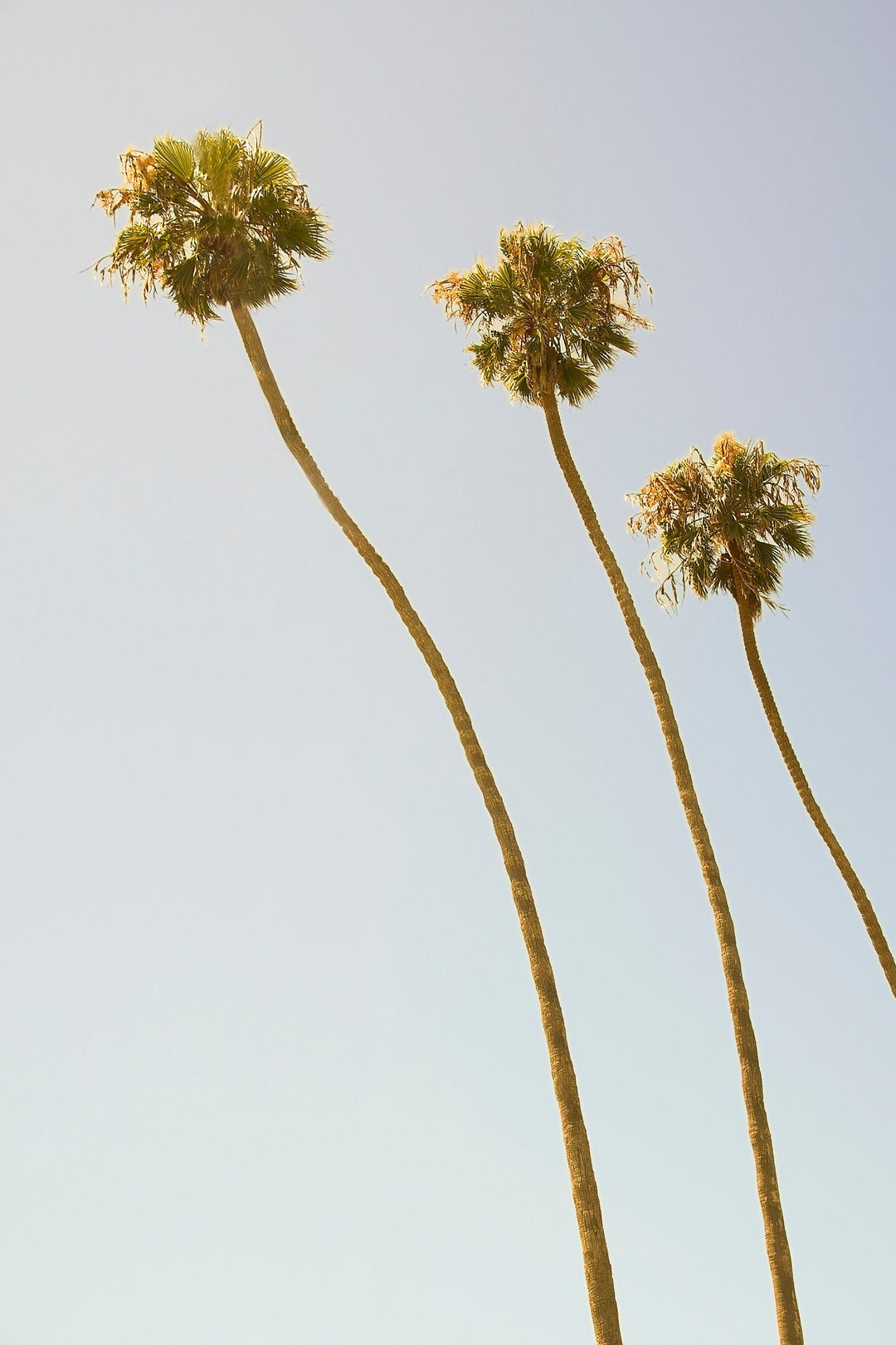 Palm Tree Print, Carpinteria, Santa Barbara, California, Landscape ...