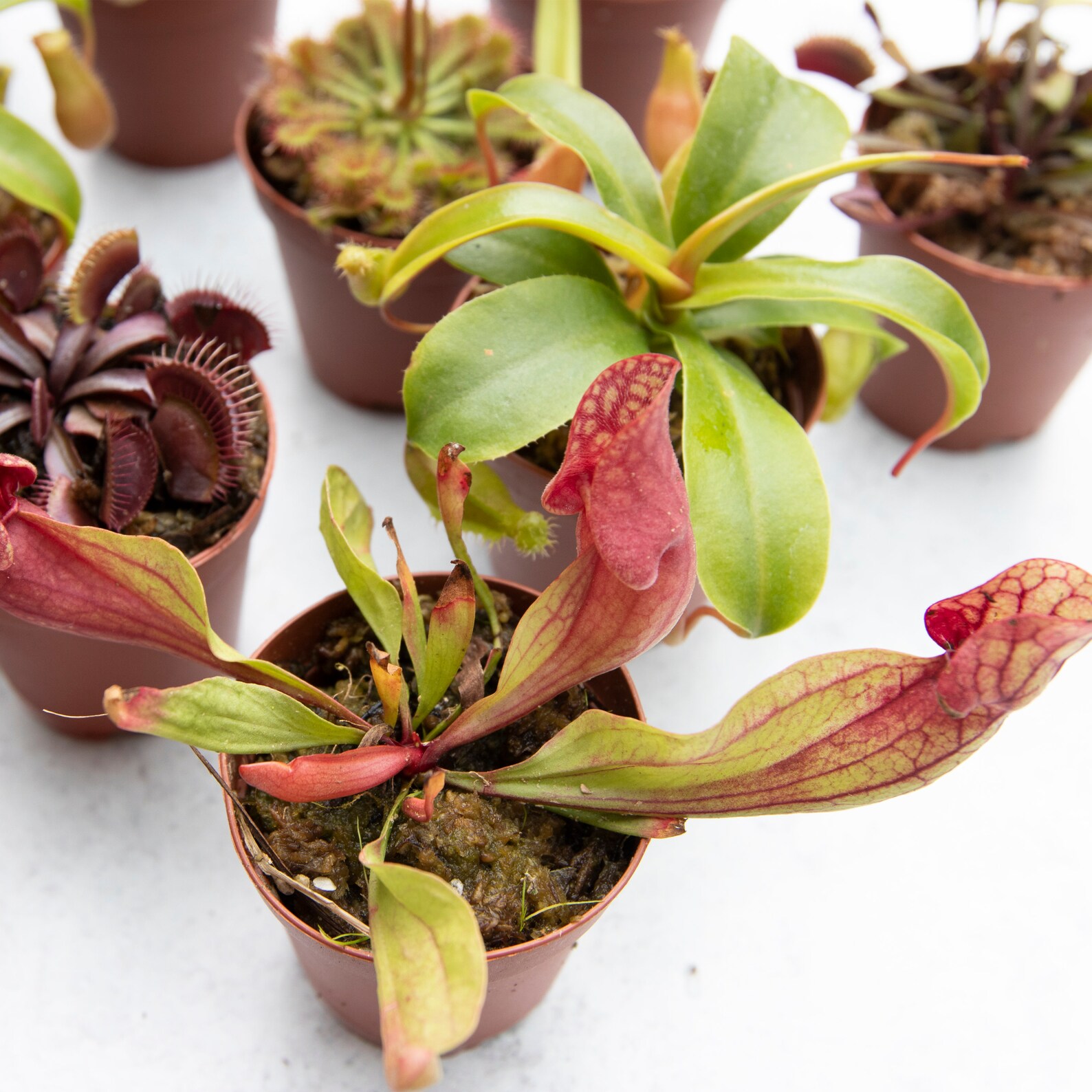 2 Carnivorous Plants Variety 5 Pack | Etsy