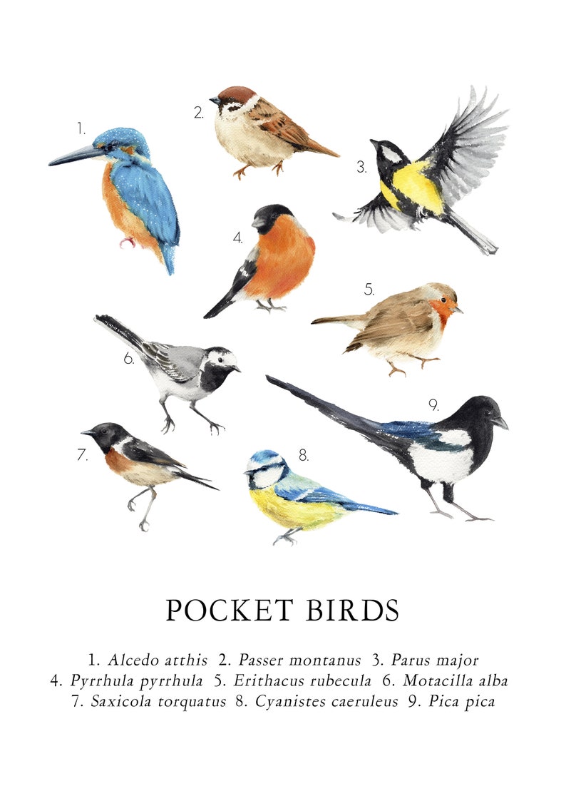 Infographic Sheet Pocket Birds - Etsy