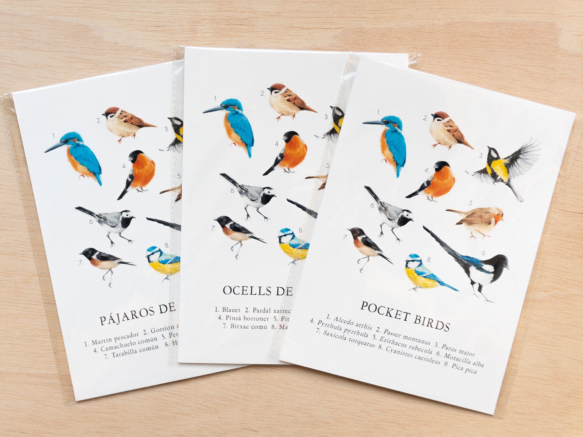 Infographic Sheet Pocket Birds - Etsy