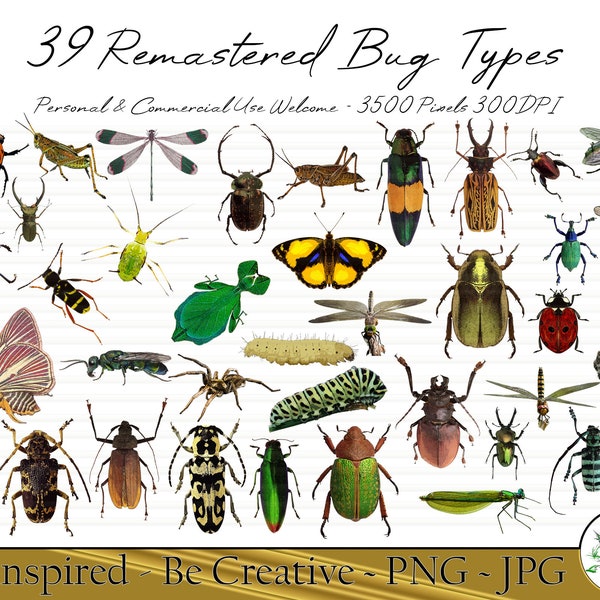 Insect Clipart - Etsy