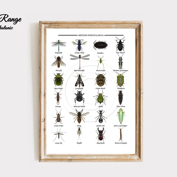 Bug Art - Etsy UK
