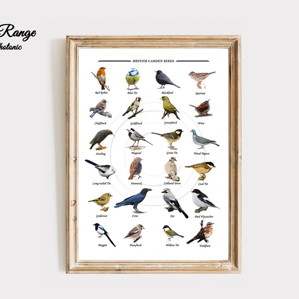 British Birds Poster - Etsy UK