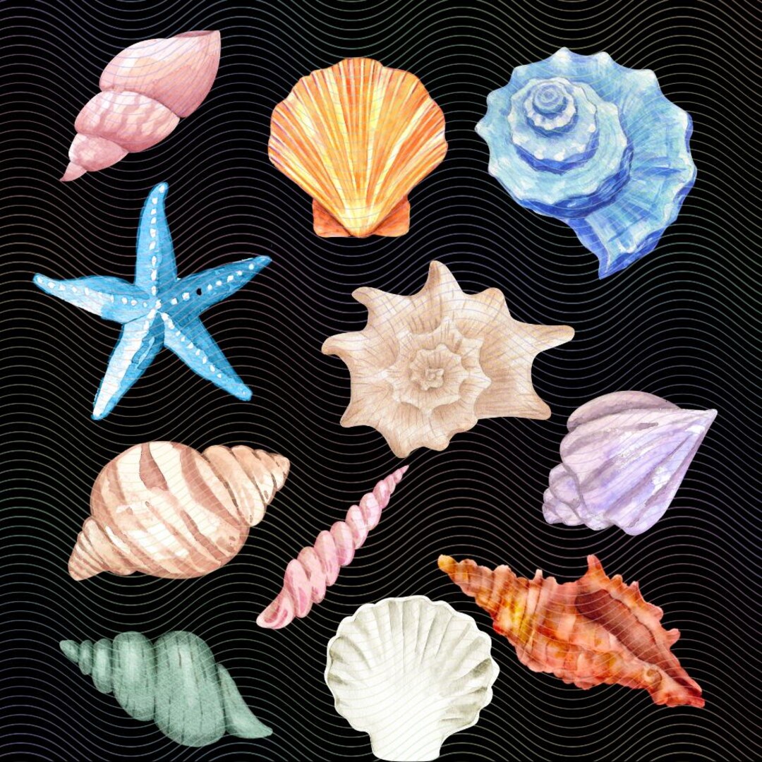 Coquette Seashell Design PNG - Etsy