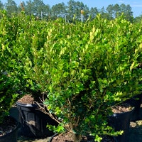 Winter Gem Boxwood Shrub: Buxus Microphylla Variety Japonica 'winter ...
