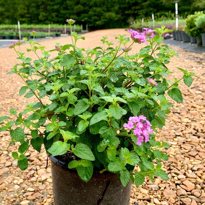 Purple Lantana Plant - Etsy