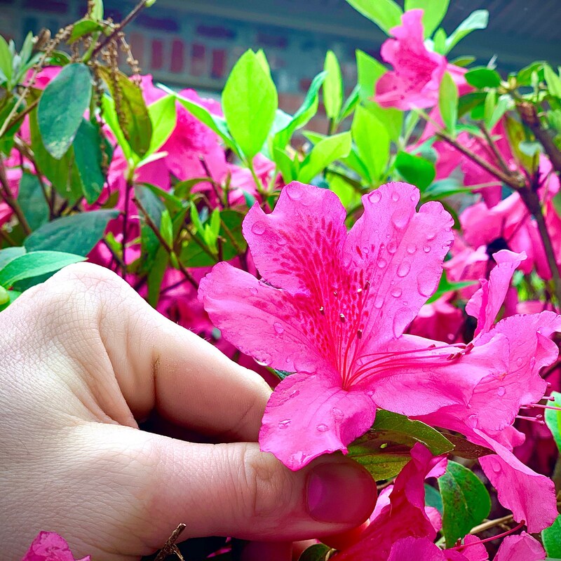 Encore Azaleas - Etsy