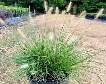 Dwarf Hamlin Grass - Etsy