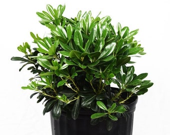 Wheelers Dwarf Pittosporum - Etsy