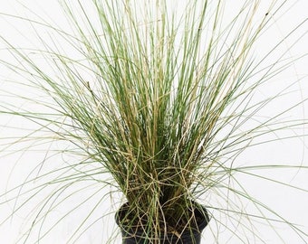 50 Ruby Silk Eragrostis Love Grass / Thrives in Poor Soil / - Etsy