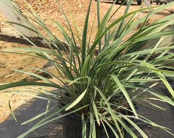Liriope Muscari, Aztec Grass 4- Baby Plants - Etsy