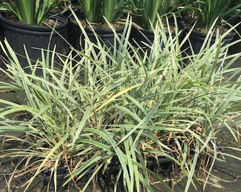 Liriope Muscari, Aztec Grass 4- Baby Plants - Etsy