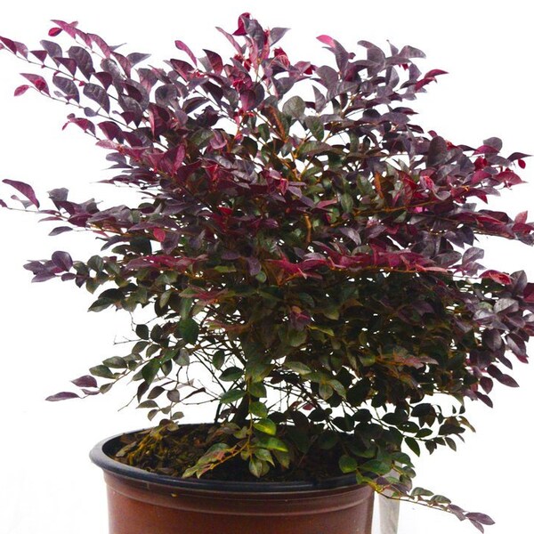 Scarlet Red Burning Bush Plant euonymus Atropurpureus Seeds - Etsy Canada