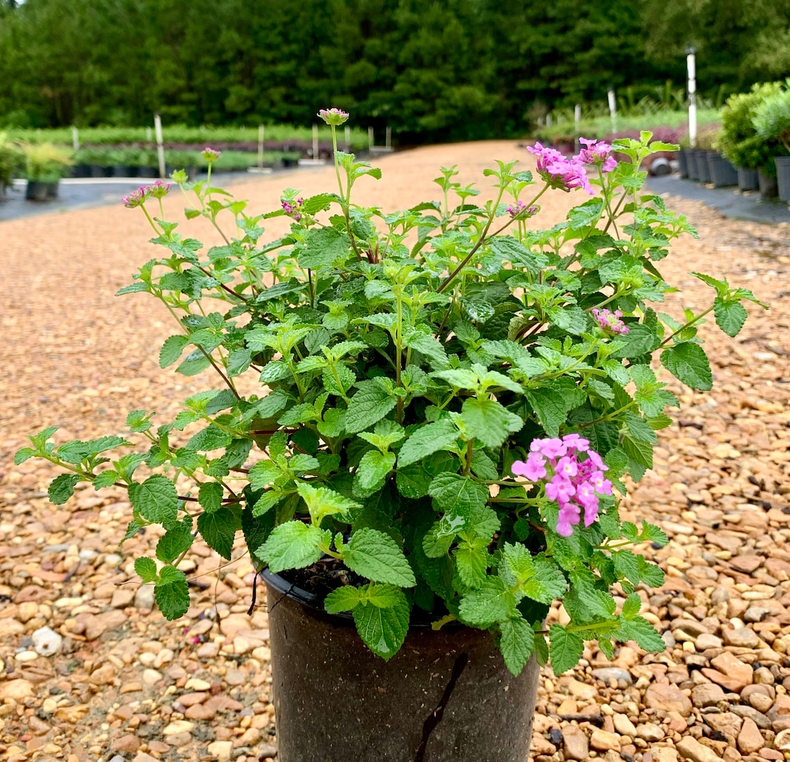 Purple Lantana Live Plant - Etsy
