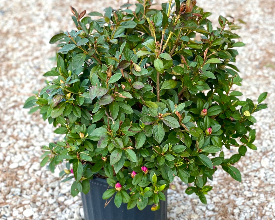 Judge Solomon Azalea Azalea Live Plant Pink Azalea | Etsy