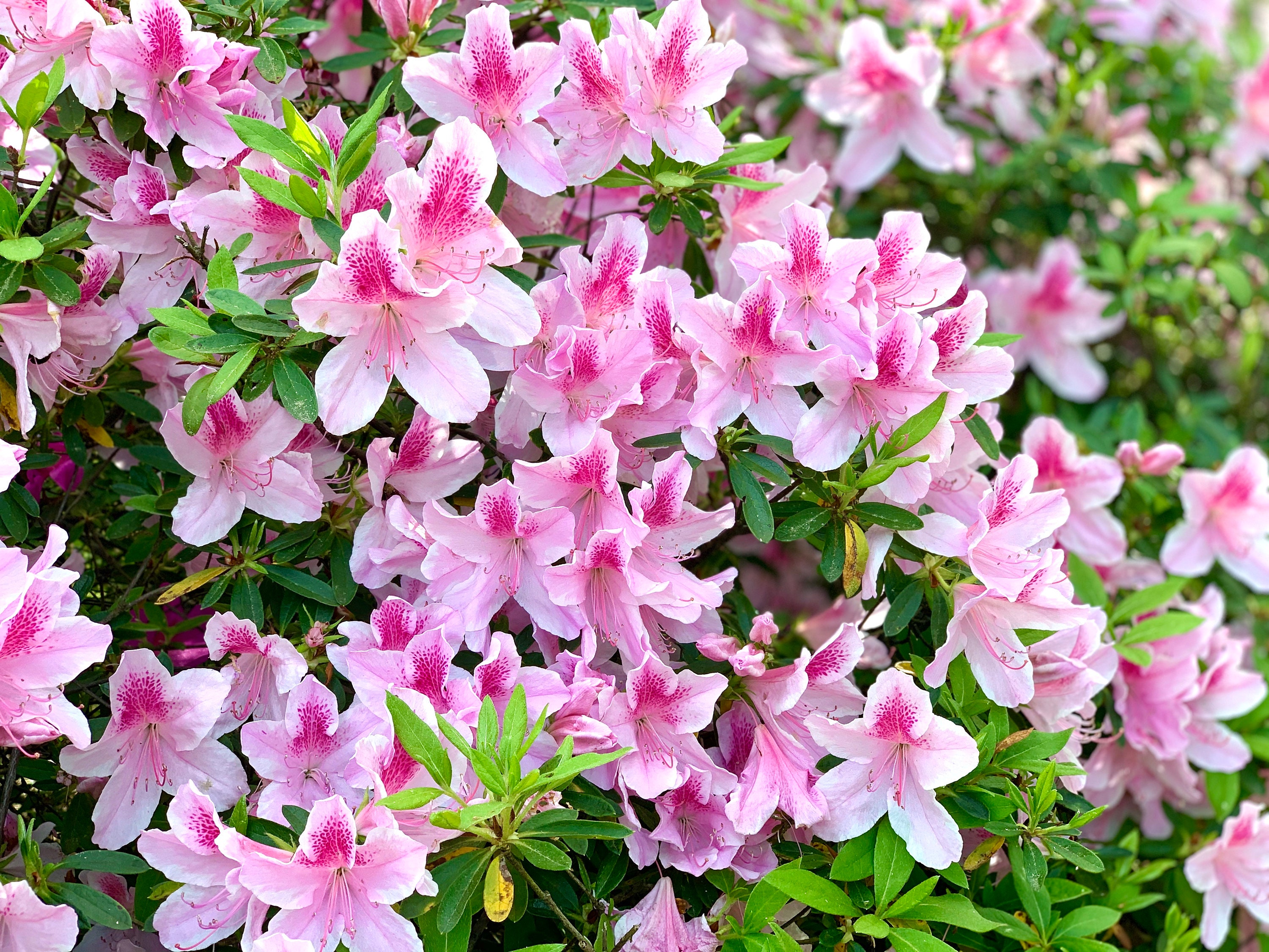George Tabor Azalea Azalea Azalea Plant Evergreen Hedge - Etsy