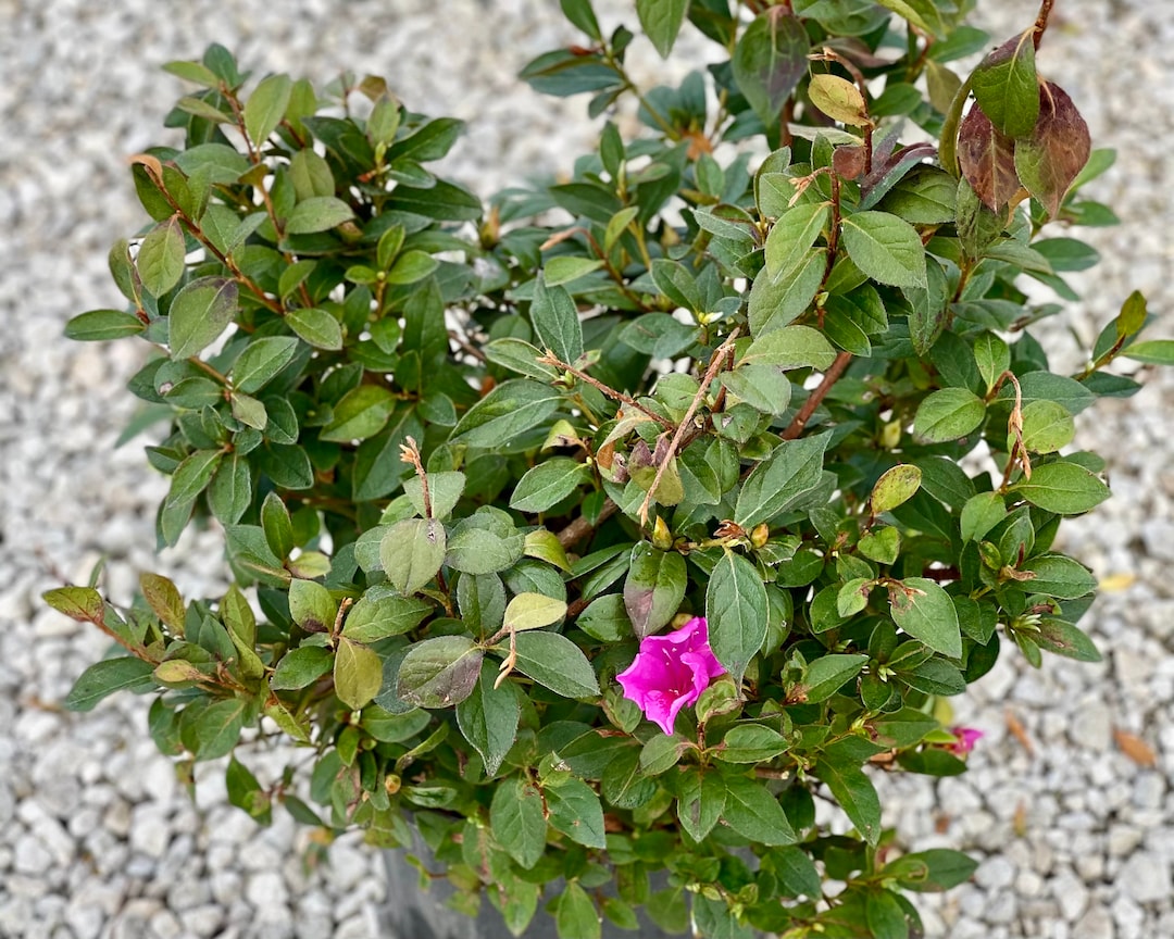 GG Gerbing Azalea, Mrs GG Gerbing, Pink GG Gerbing, Rhododendron ...