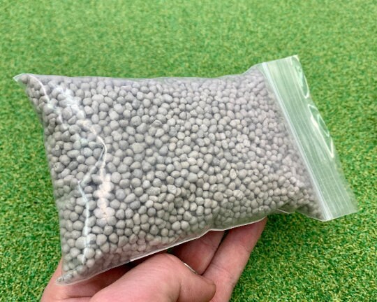 Autumn Royalty, Encore Azalea, Azalea, Azalea Plant, Rhododendron Plant ...