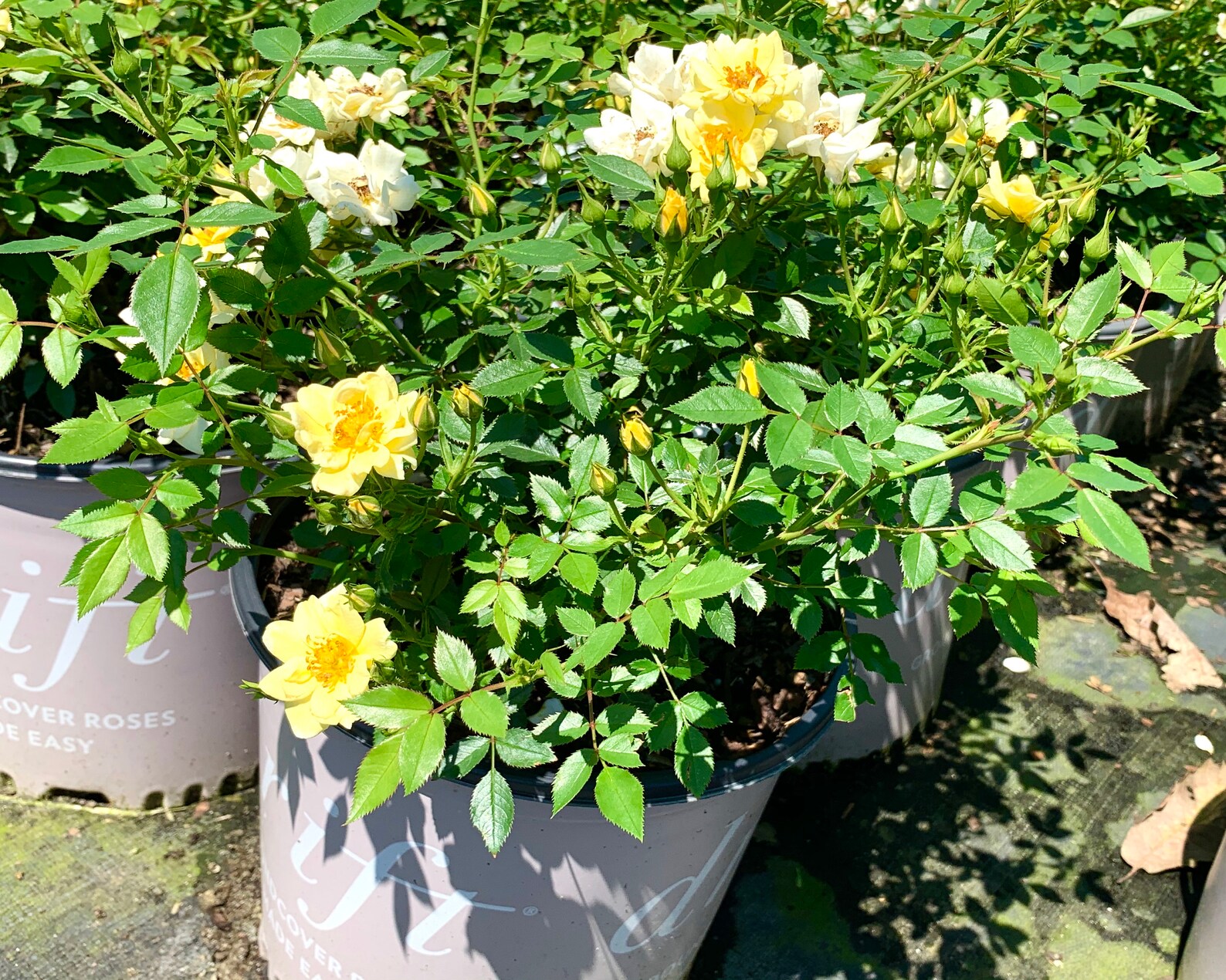 Lemon Drift Rose Rose Bush Live Rose Bush Yellow Rose - Etsy