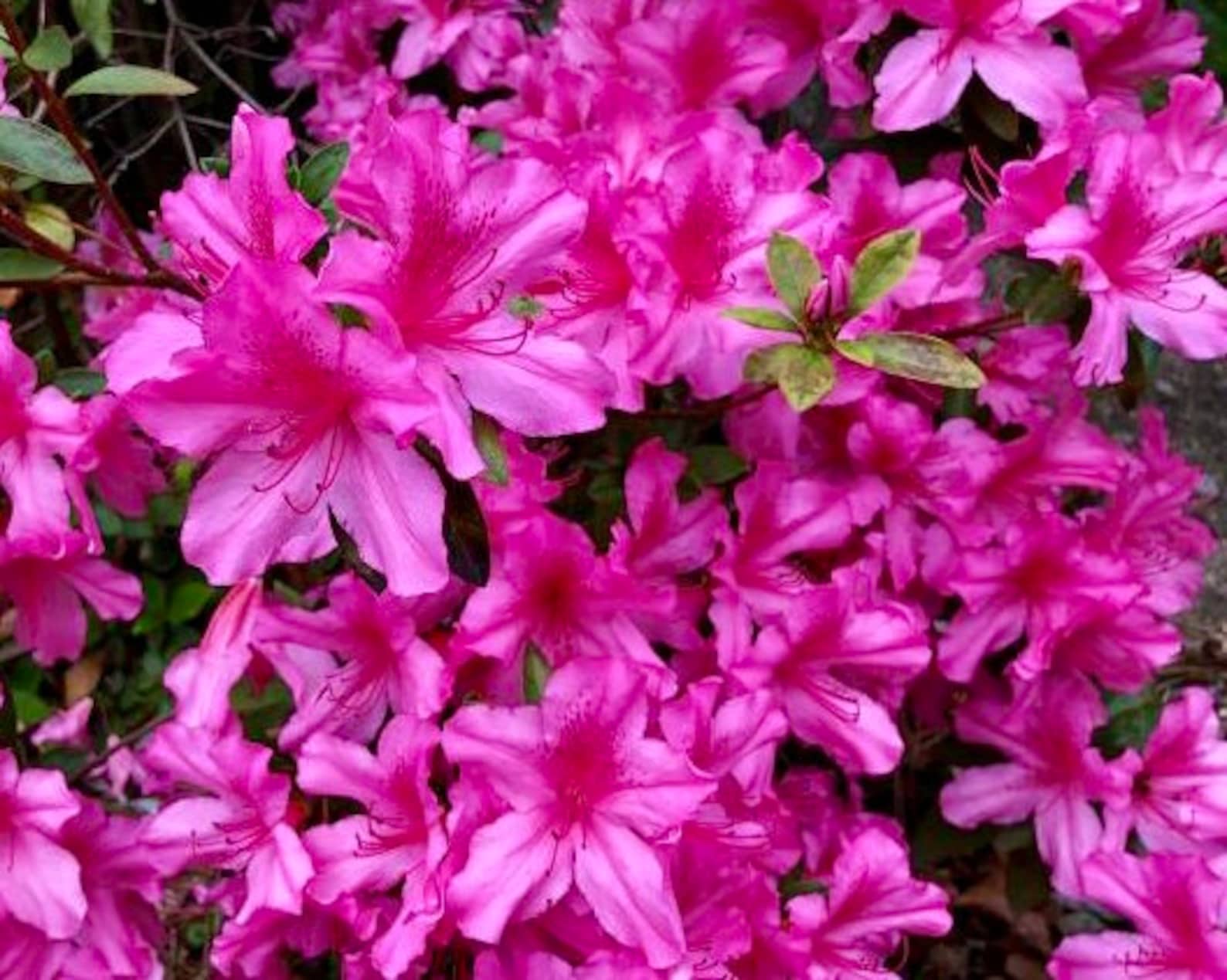 GG Gerbing Azalea Mrs GG Gerbing Pink GG Gerbing | Etsy