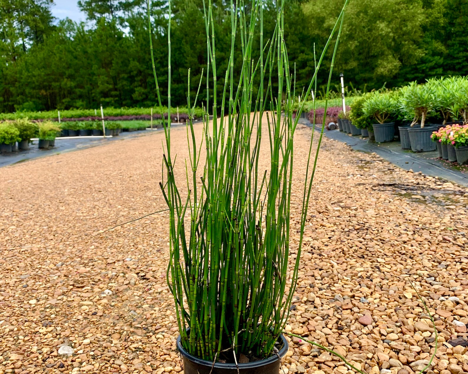 Horsetail Reed, Equisetum Hyemale, Horsetail Reed Grass, Horsetail Reed ...