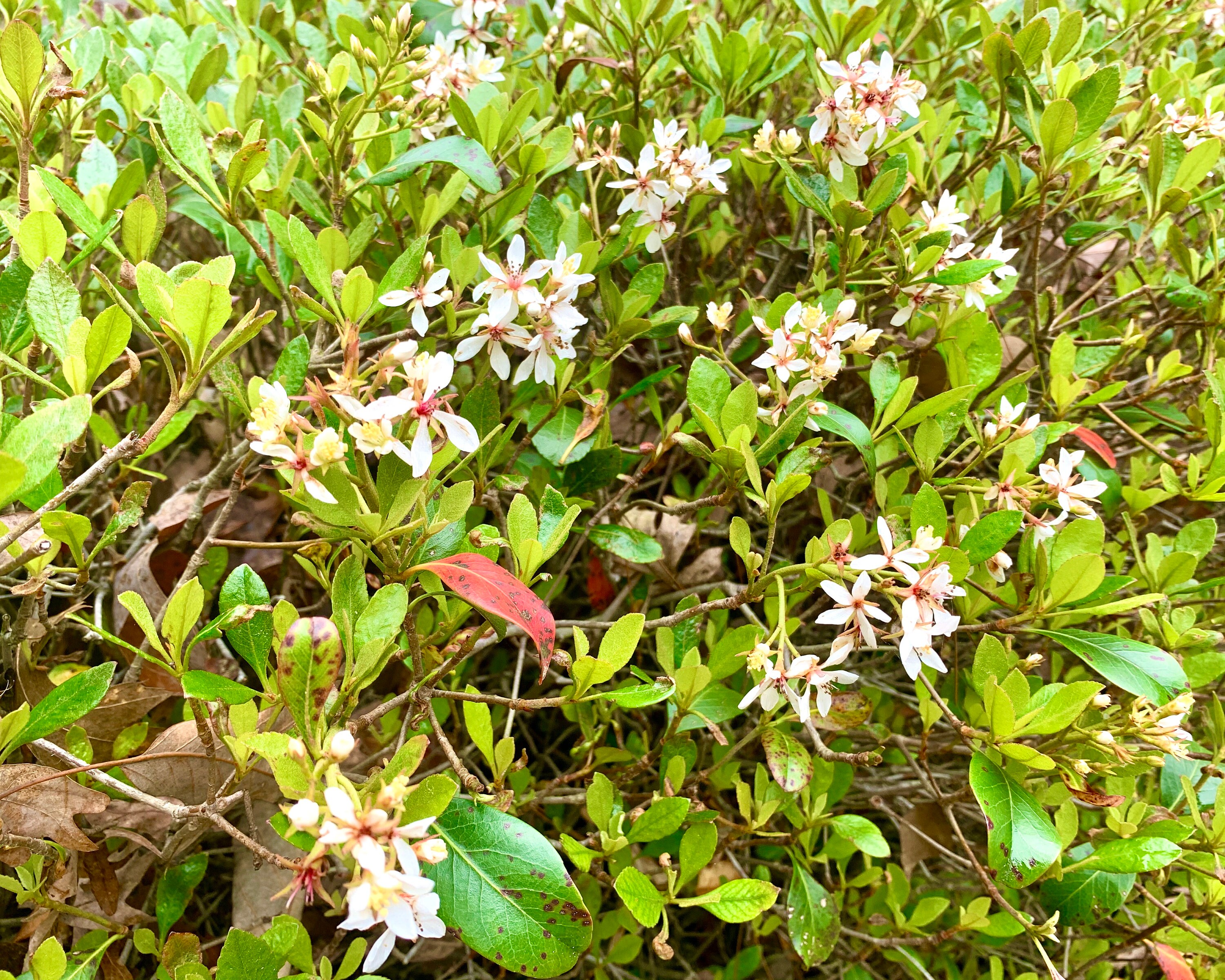 Indian Hawthorn Bush