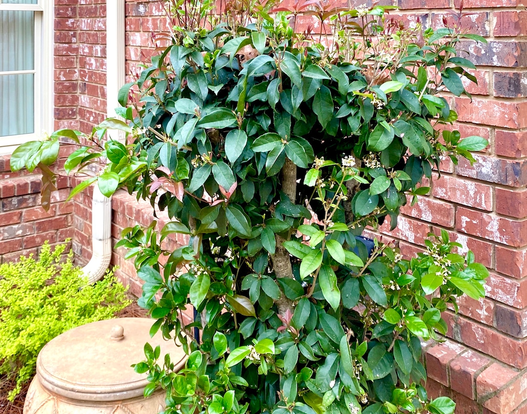 Sweet Olive Plant, Osmanthus Frgrans, Osmanthus Plant, Osmanthus Tree ...