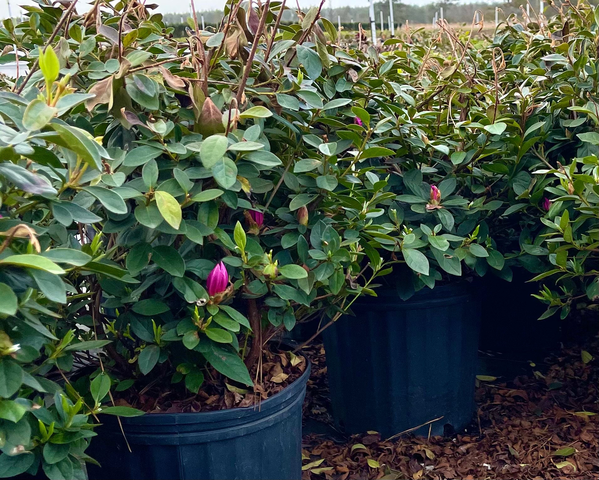Judge Solomon Azalea Azalea Live Plant Pink Azalea | Etsy