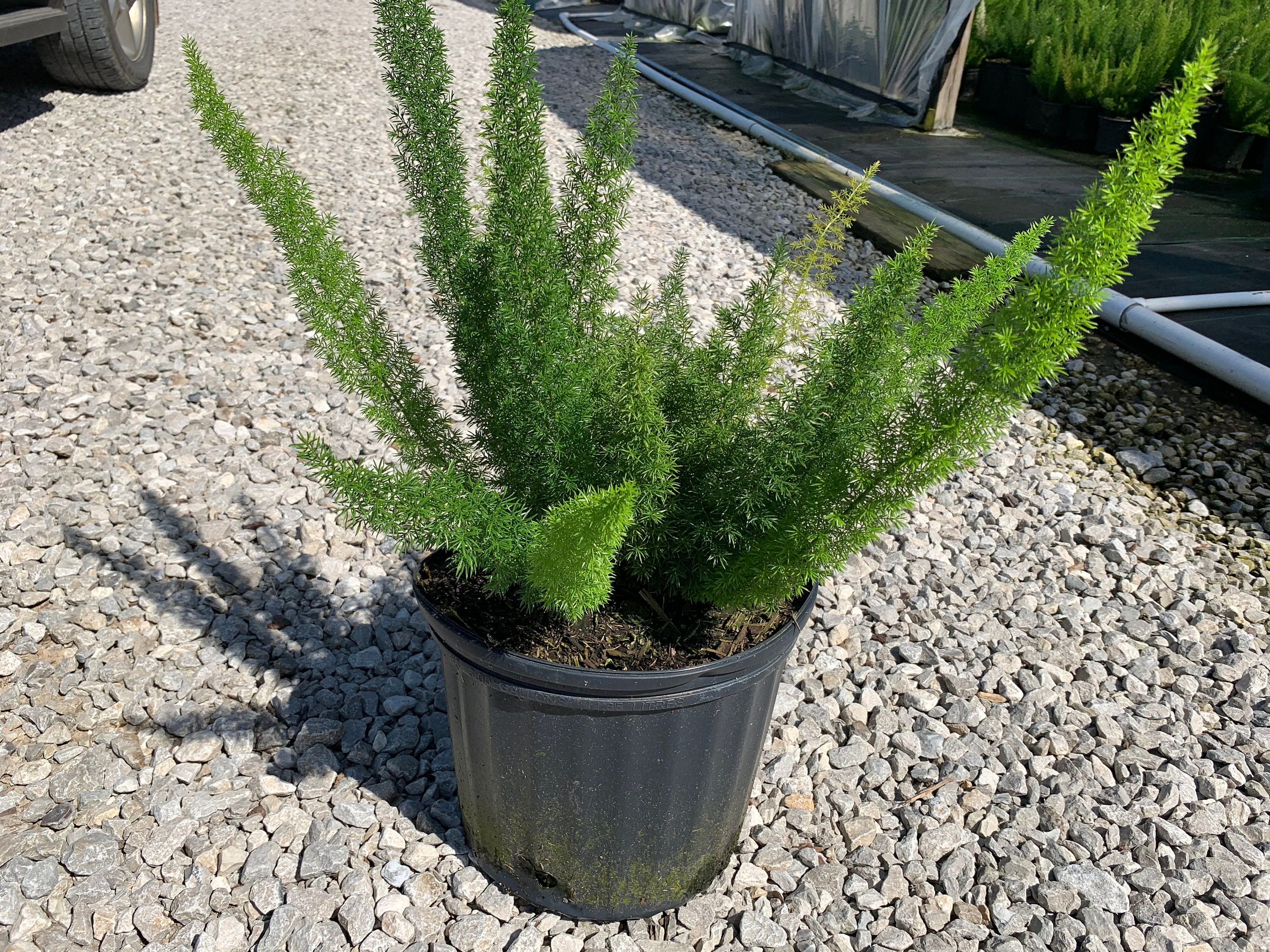 Foxtail Fern Plant Evergreen Fern Fox Tail Fern Evergreen | Etsy