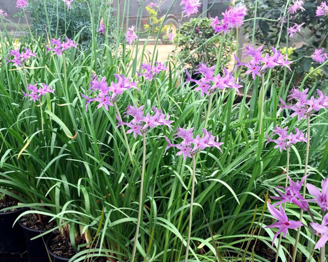 Society Garlic Plant, Lavender Flowers, Lily Plant, Plants for Pots ...