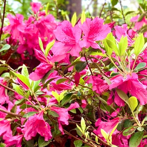 Pink Formosa Azalea, Azalea Plant, Pink Azalea, Azalea Flower, Live ...