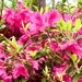 Pink Formosa Azalea, Azalea Plant, Pink Azalea, Azalea Flower, Live ...
