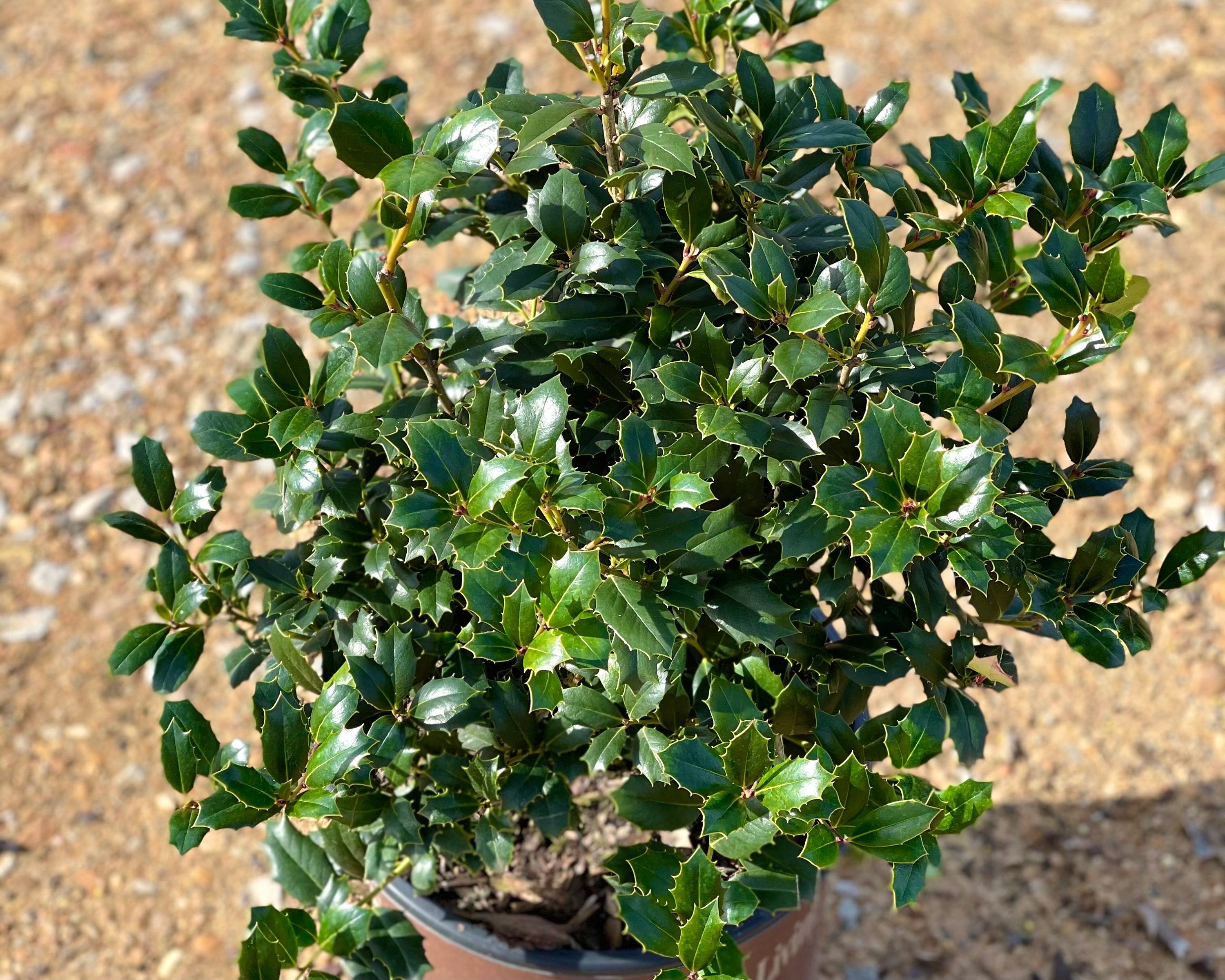 Oakland Holly Hedge Plants Southern Living Plants Evergreen - Etsy