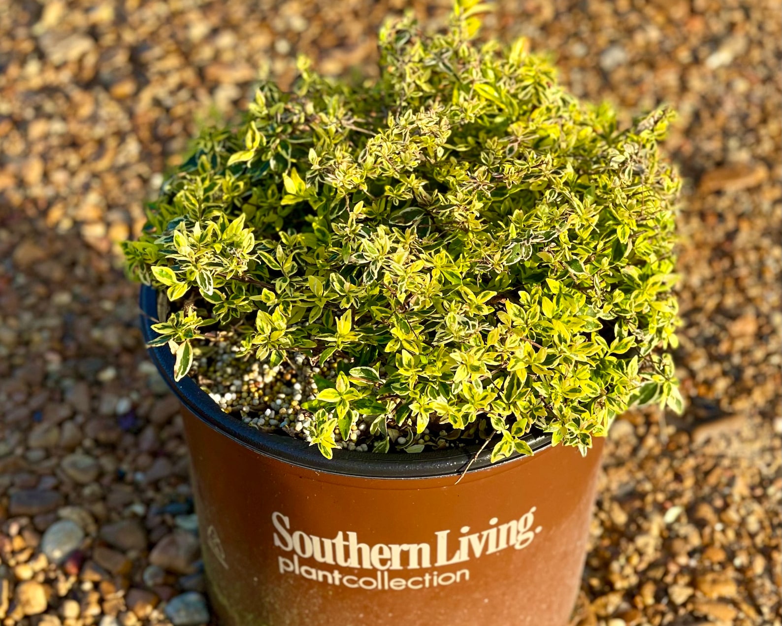 Miss Lemon Abelia Abelia Plant Miss Lemontm Abelia Miss - Etsy