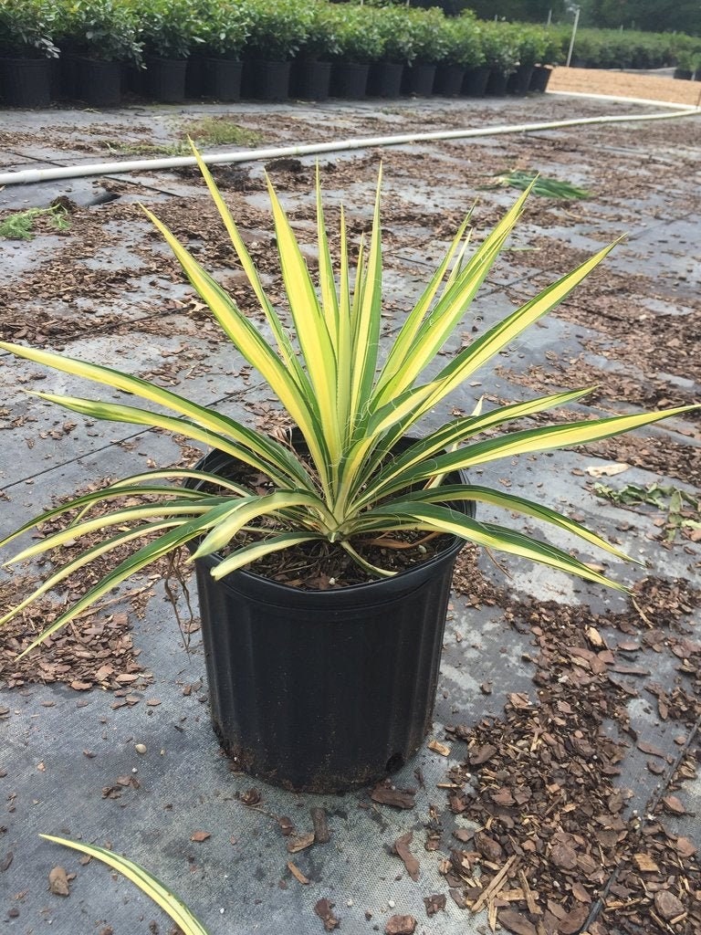 Variegated Yucca Live Plants - Etsy