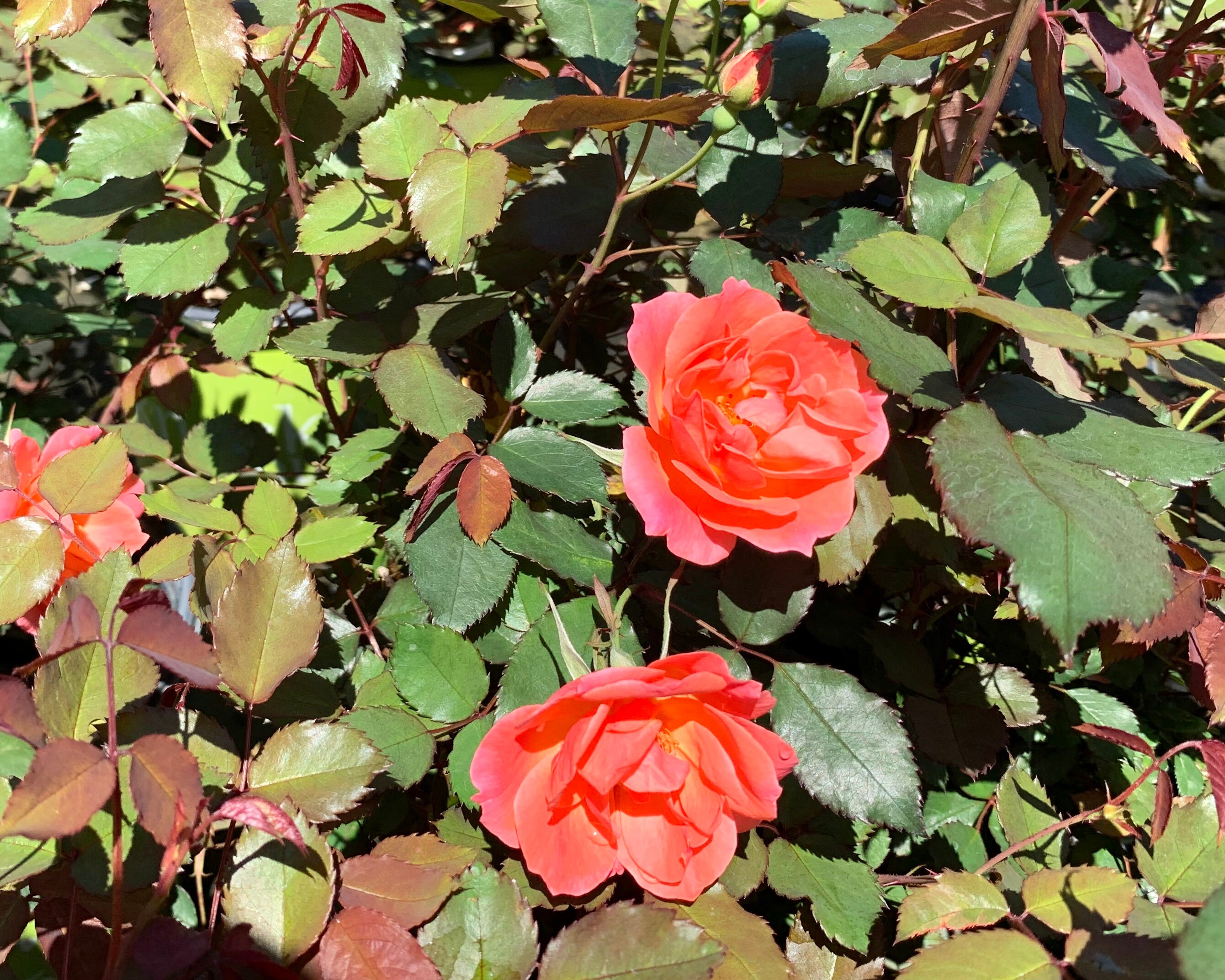 Coral Knockout Rose Rose Bush Knockout Rose Rose Bushes - Etsy