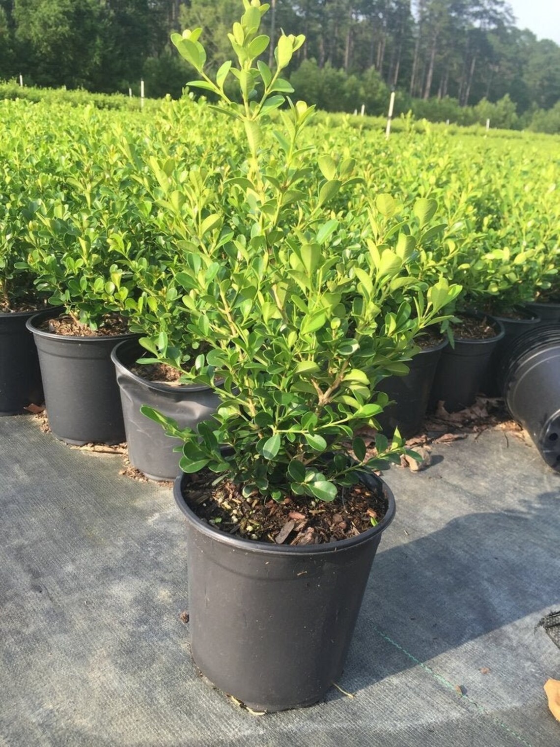 Wintergreen Boxwood, Evergreen Shrubs, Boxwoods Live Plants, Bushes ...