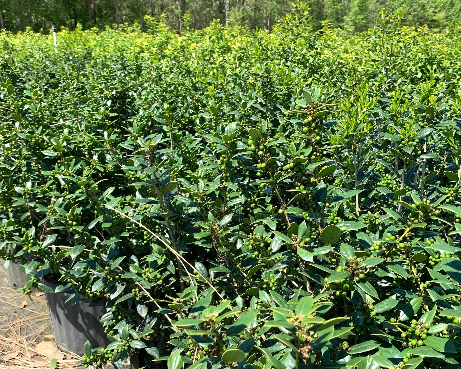 Needlepoint Holly, Evergreen Shrubs, Shrubs Bushes, Live Shrubs, Live ...